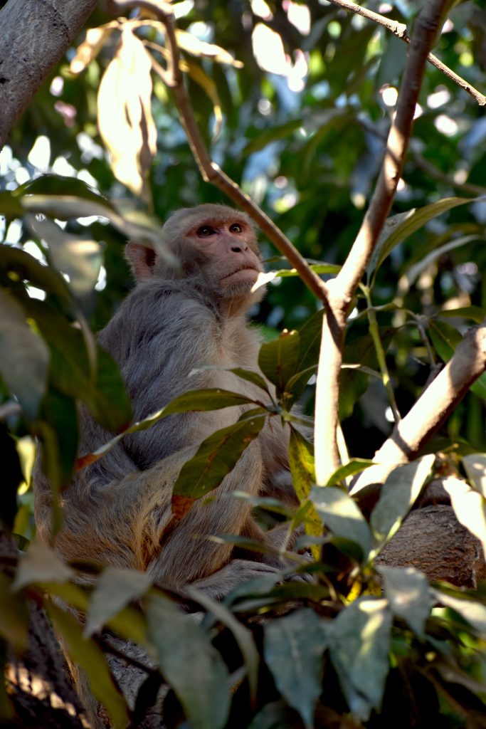 Monkey on the Mango tree - PixaHive