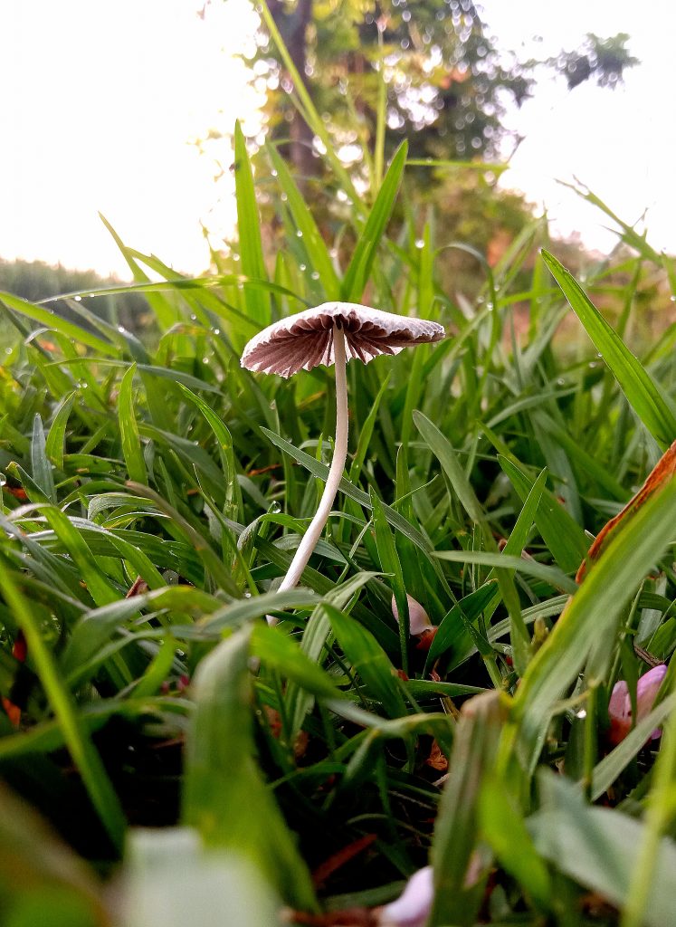 Mushroom growing in grass - PixaHive