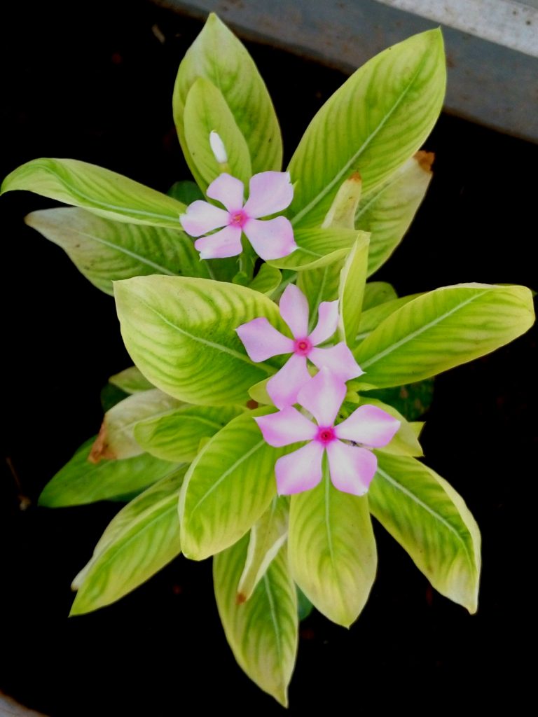 PAstle Colored Flowers in a Row - PixaHive