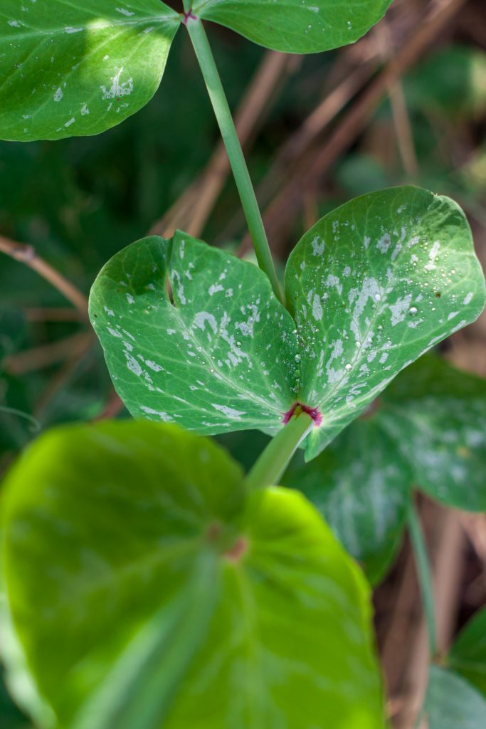 Pea plant - PixaHive