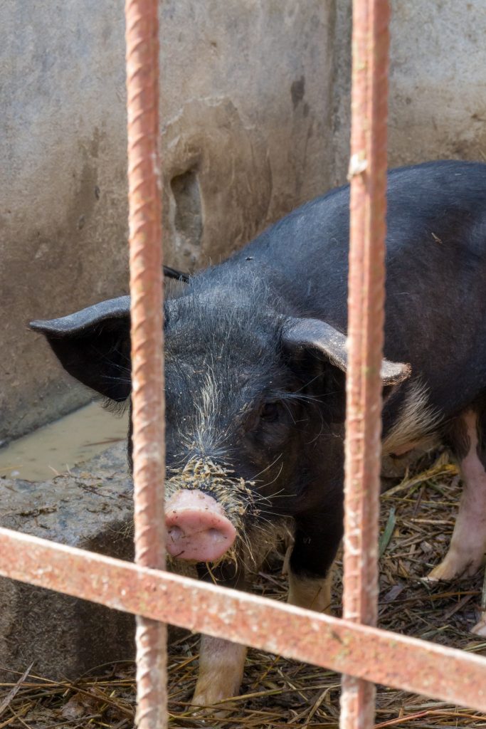 Pig in the cage - PixaHive