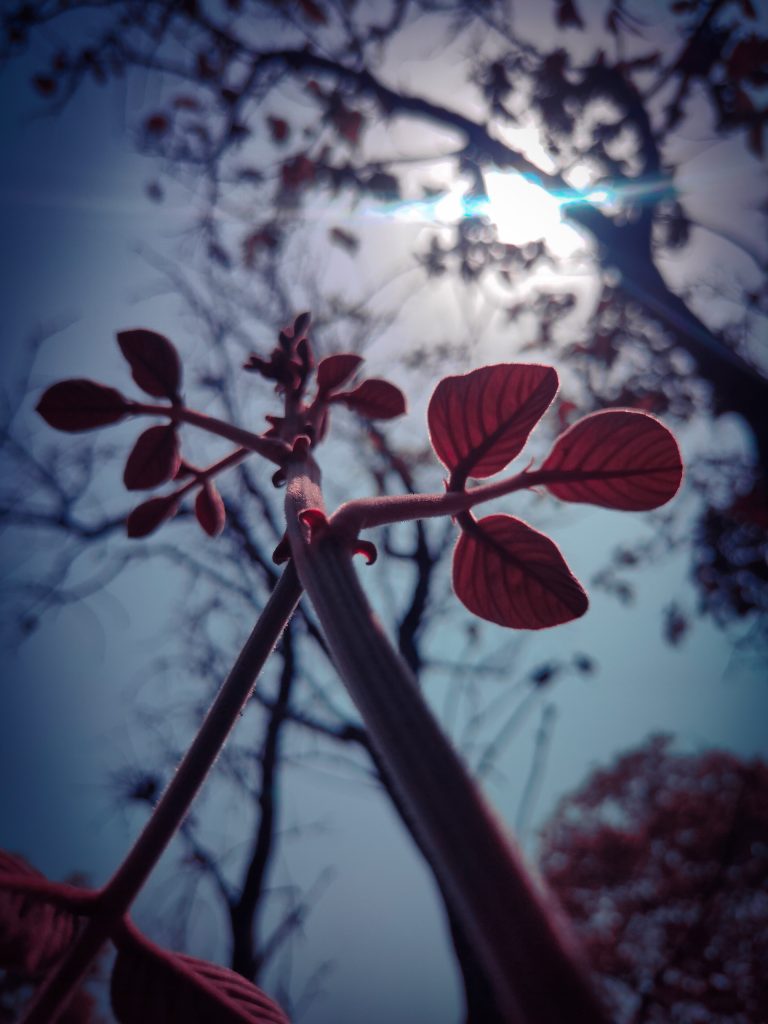 Plant view from bottom to up - PixaHive