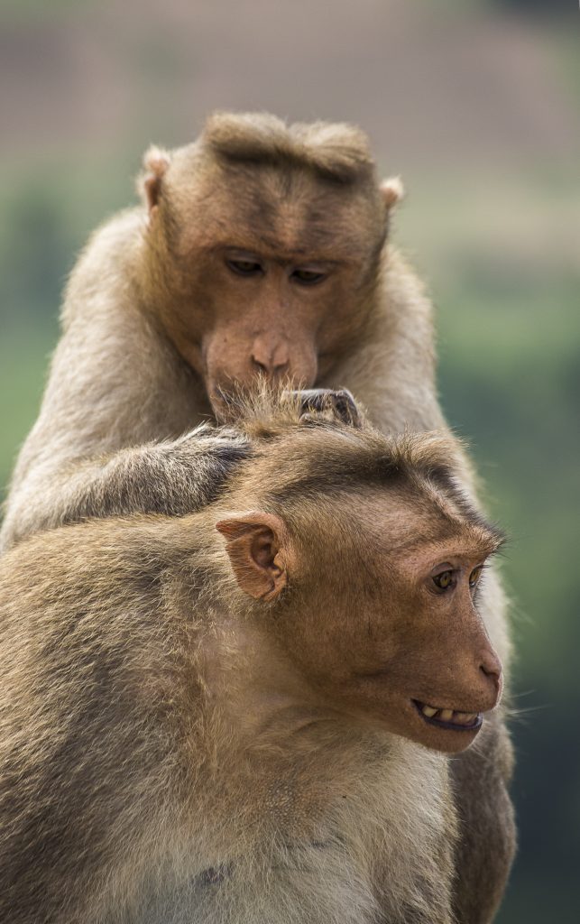 Portrait of a Bonnet macaque Monkeys - PixaHive