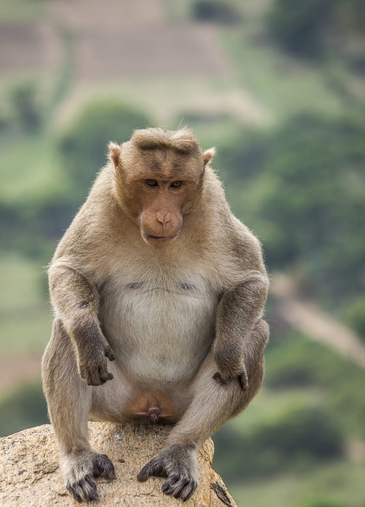 Portrait of a Bonnet macaque Monkey - PixaHive
