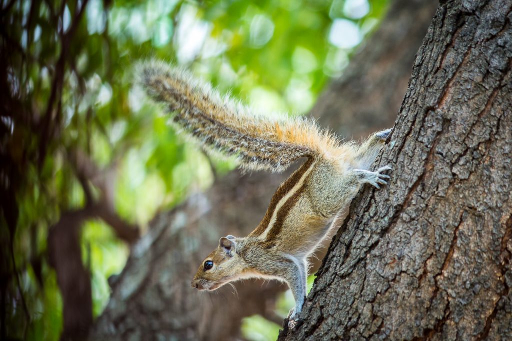 Portrait of a Indian Palm Squirrel - PixaHive