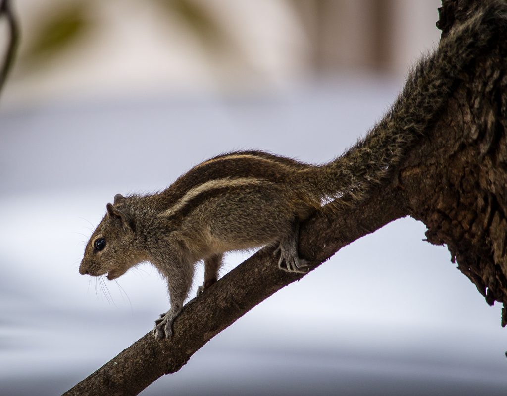 Portrait of a Indian Palm Squirrel - PixaHive