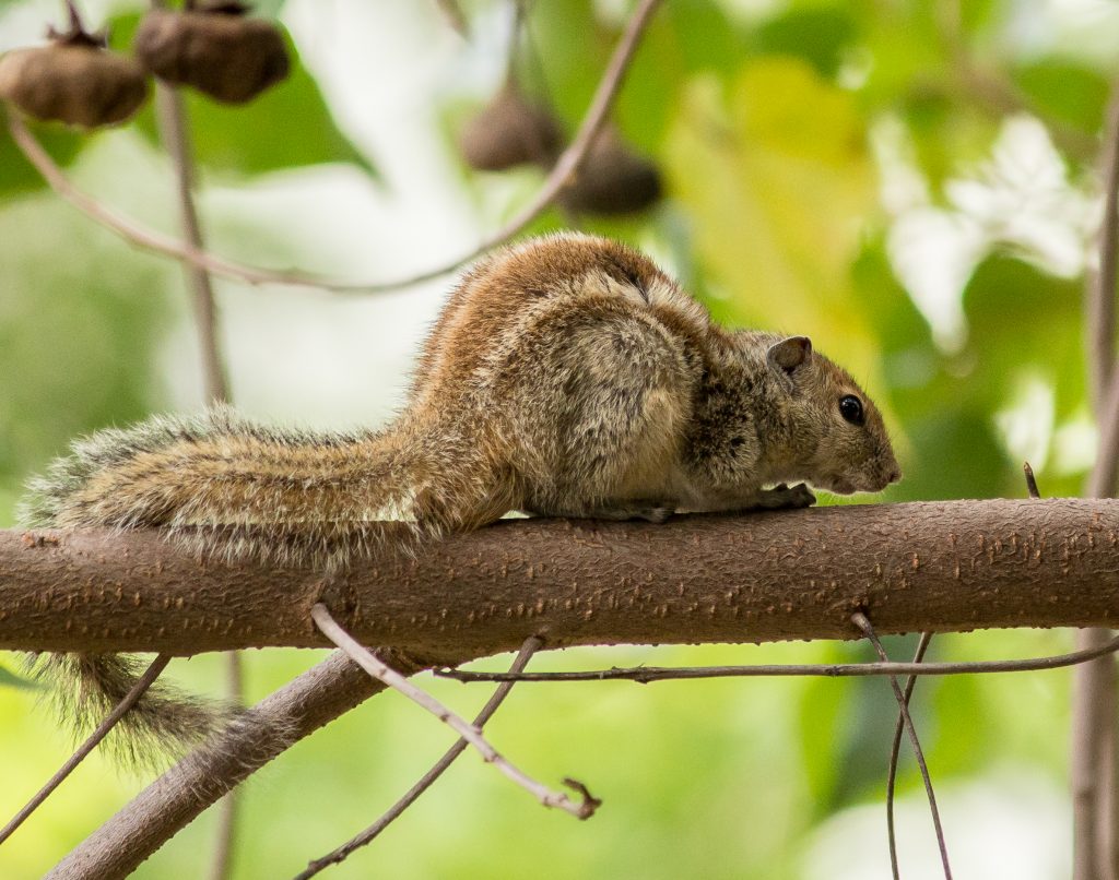 Portrait of a Indian Palm Squirrel - PixaHive