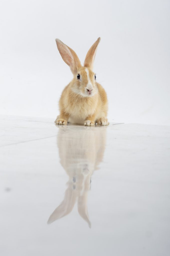 Rabbit and its reflection - PixaHive