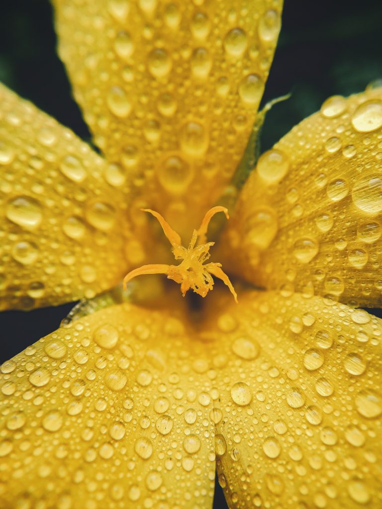 Rain drops on a flower - PixaHive