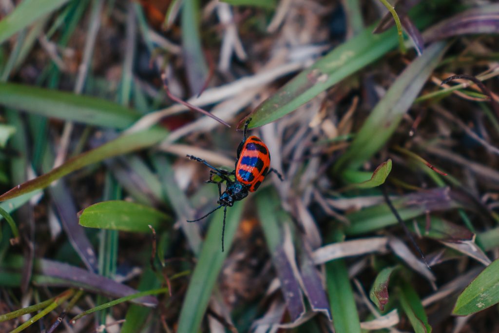 Red bug on plant - PixaHive