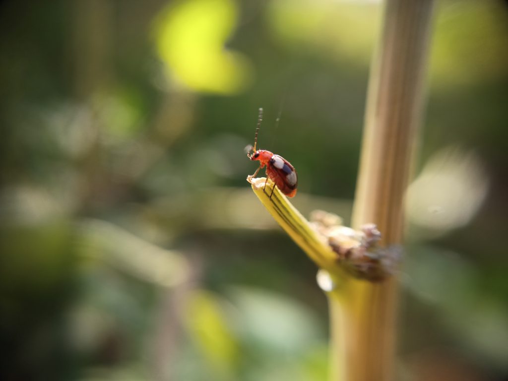 Red bug on plant stem - PixaHive