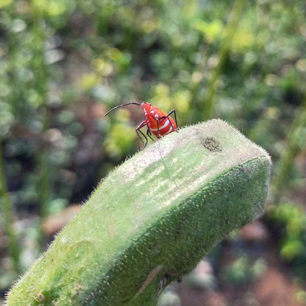 Red cotton bug - PixaHive