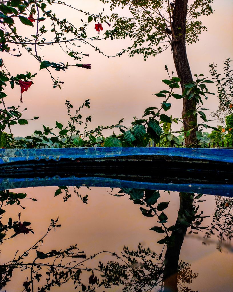 Plants Reflection in water - PixaHive