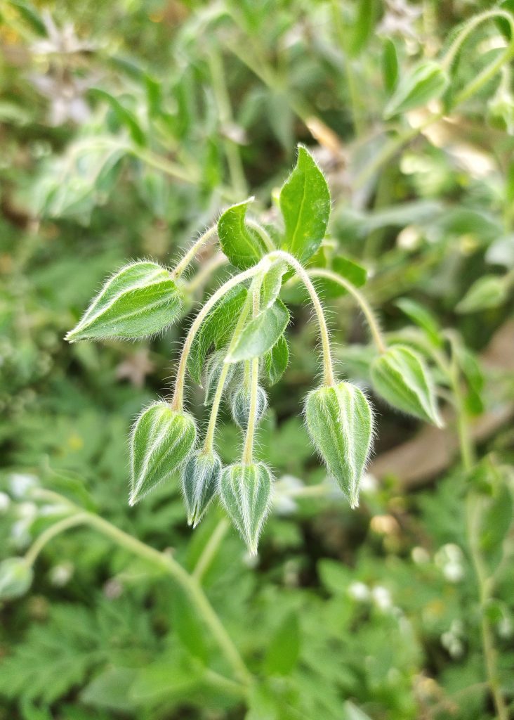 Seed buds of a plant - PixaHive