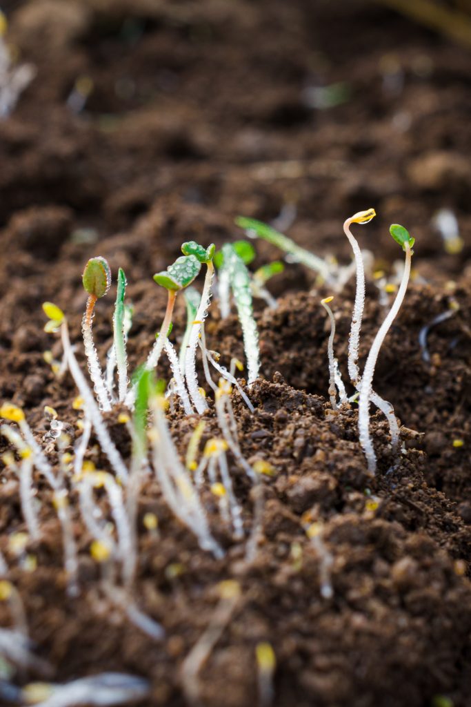 Seeds saplings - PixaHive