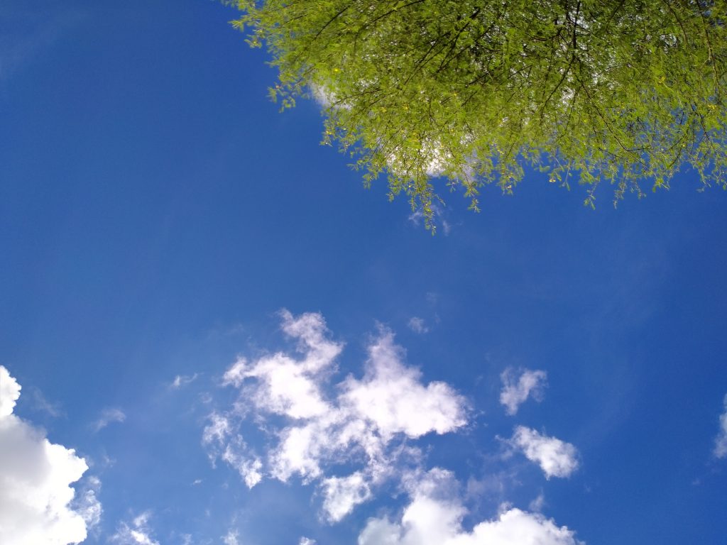 Sky and tree - PixaHive