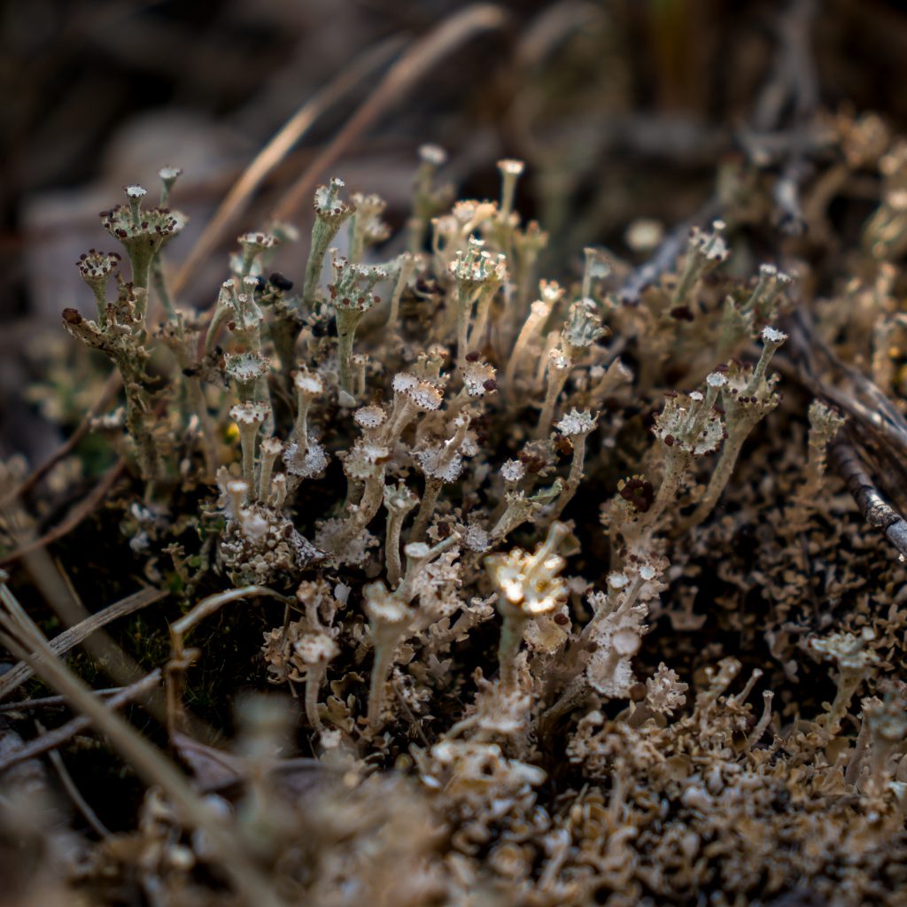 Small mushrooms - PixaHive