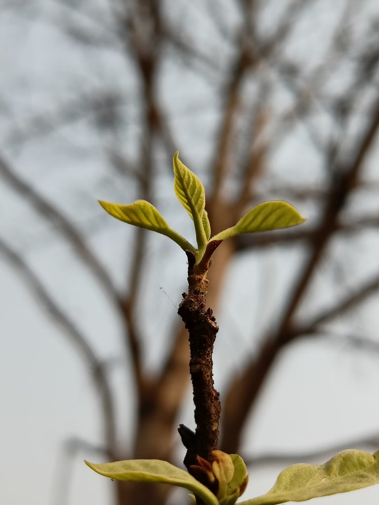Small plant - PixaHive