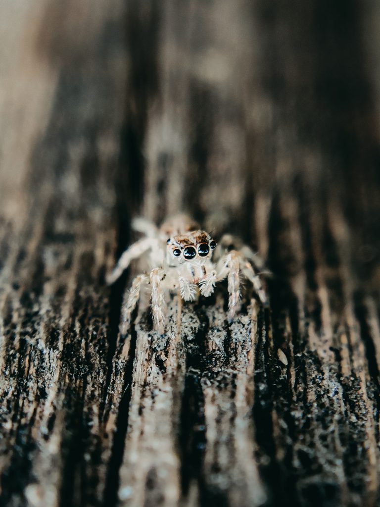 Spider on the tree - PixaHive