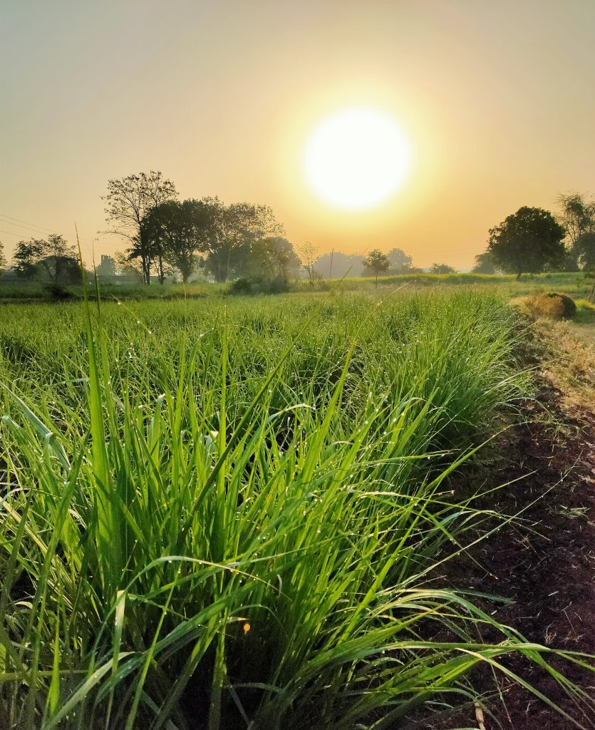 Sun over the farm - PixaHive