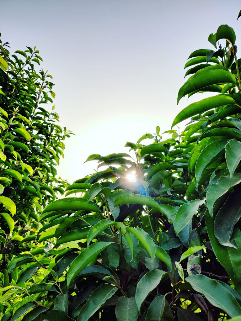 Sunrise between the leaves - PixaHive