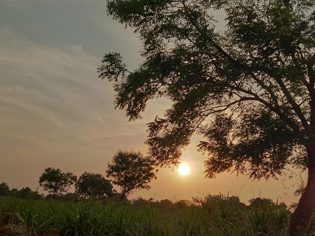 Sunset through a jungle - PixaHive