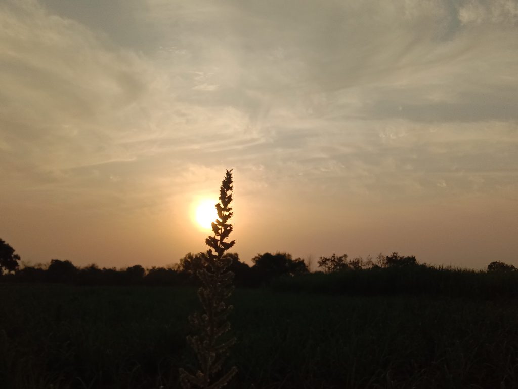 Sunset through a plant - PixaHive