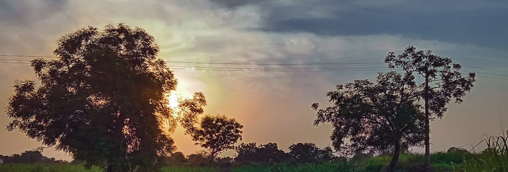 Sunset through trees - PixaHive