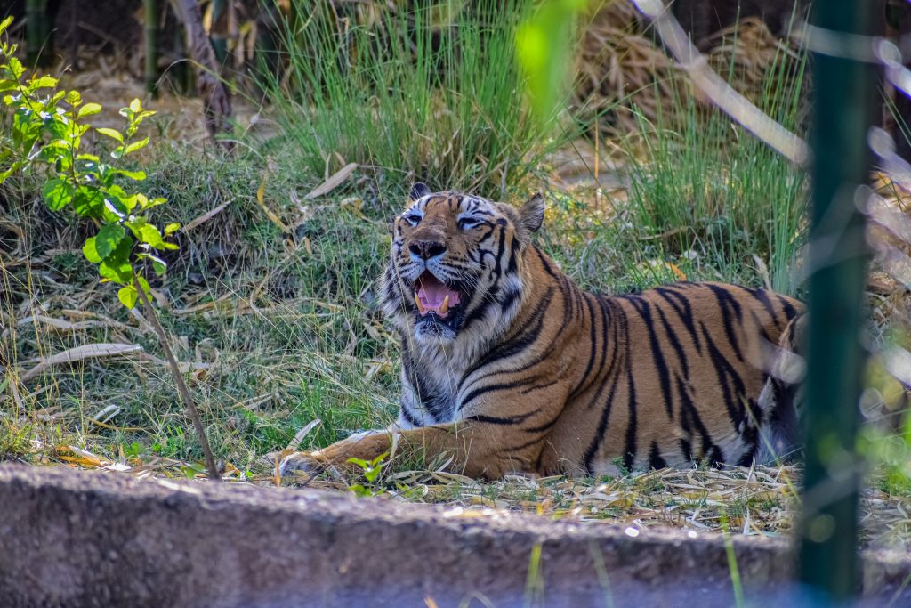 A Bengal tiger in a zoo - PixaHive