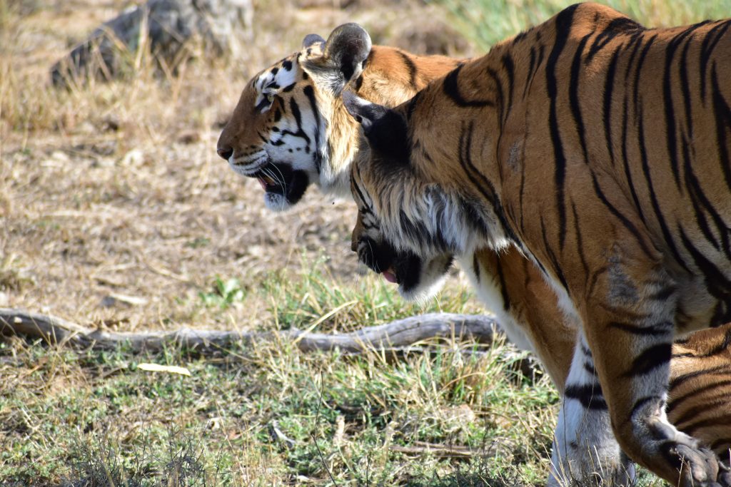 Tiger and tigress in jungle - PixaHive