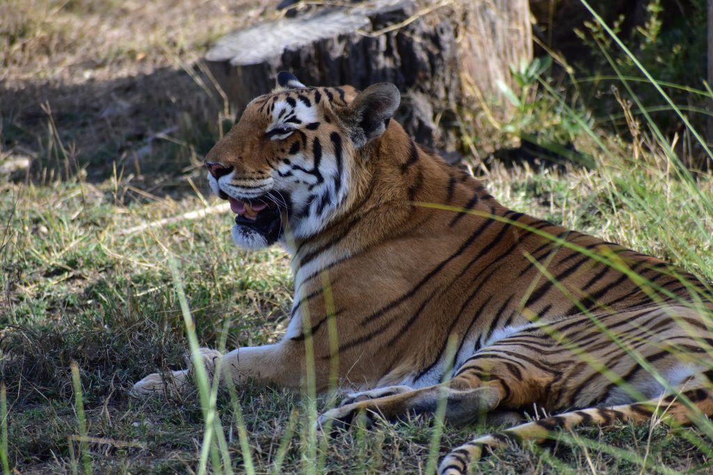 Tiger in the forest - PixaHive