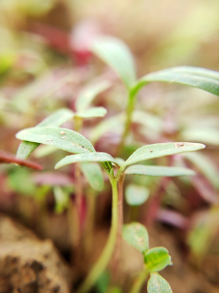 Tiny plants - PixaHive