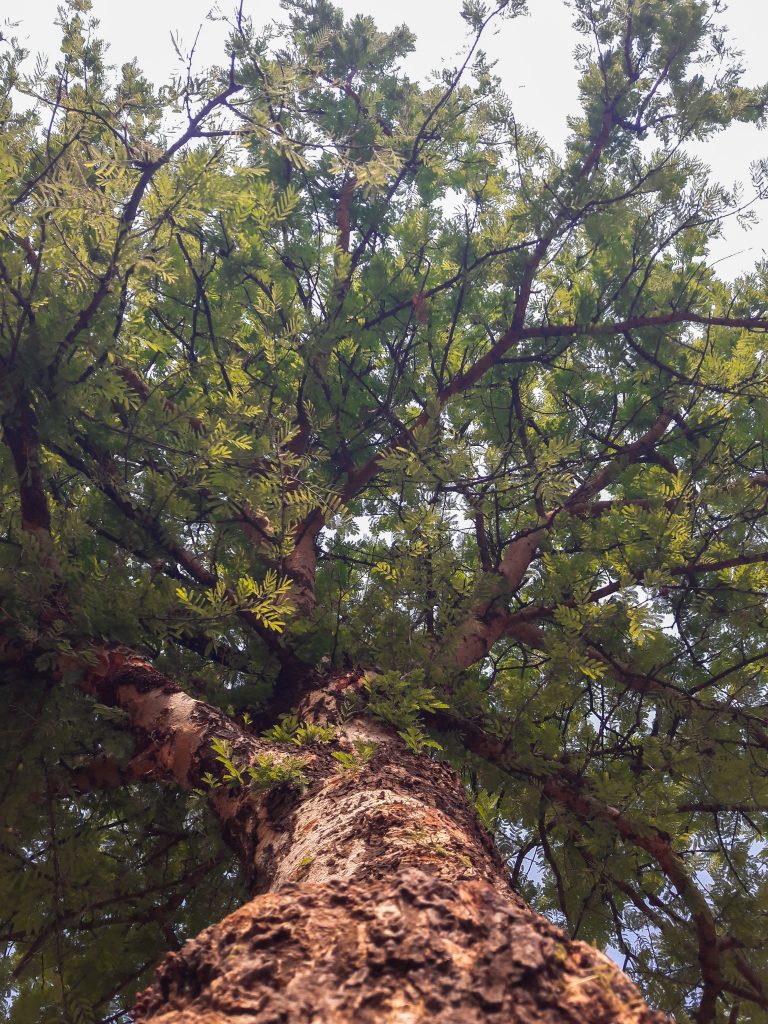 Tree branches - PixaHive