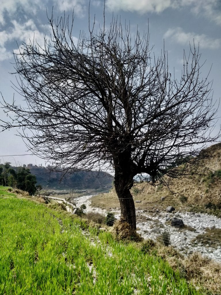 Trees in the mountain - PixaHive