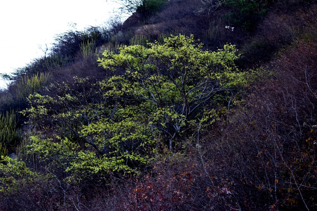 Trees on the mountains - PixaHive