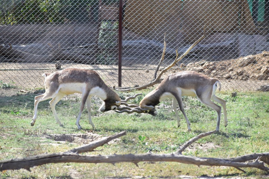 Two blackbucks in a zoo - PixaHive