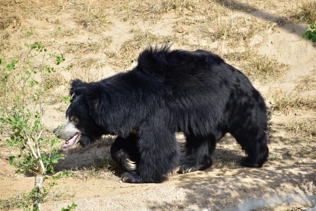 A sloth bear - PixaHive