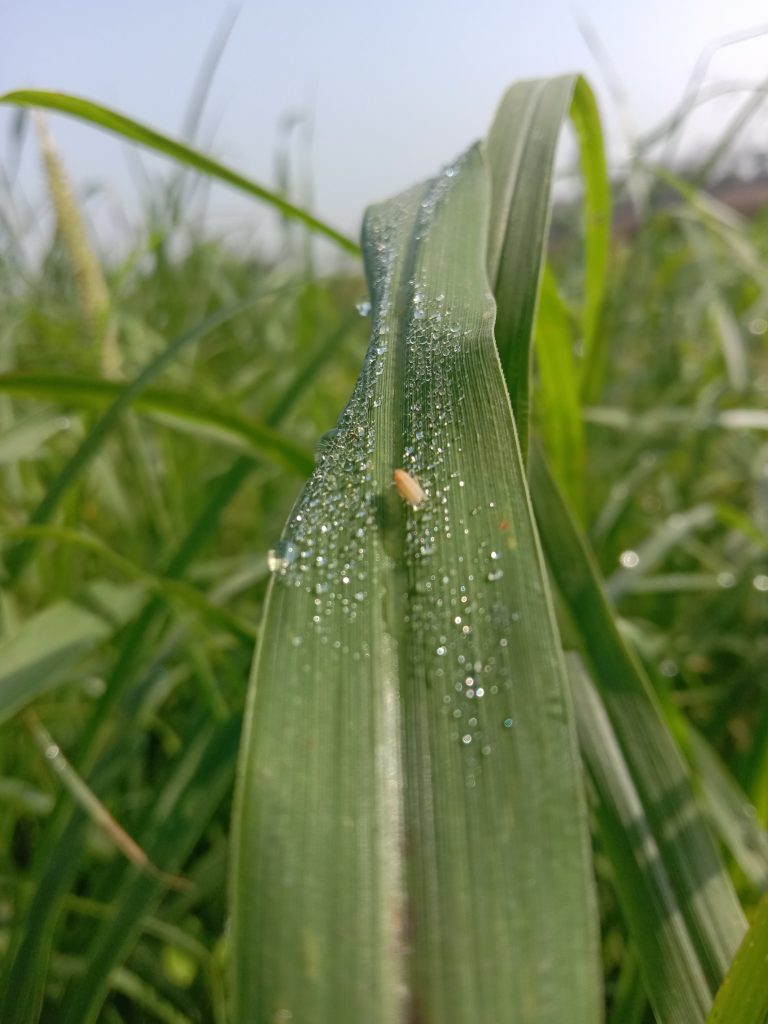 Waterdrops on plant leaves - PixaHive