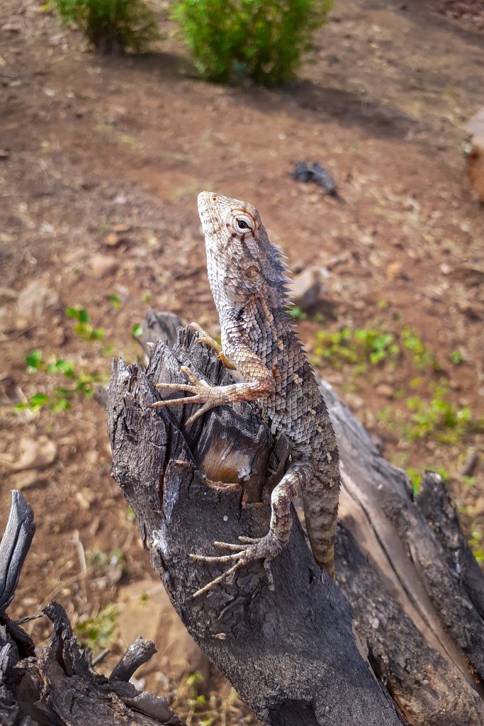 Wild Lizard on dry wood - PixaHive