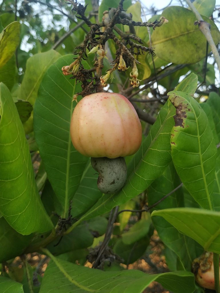 Wild fruit - PixaHive