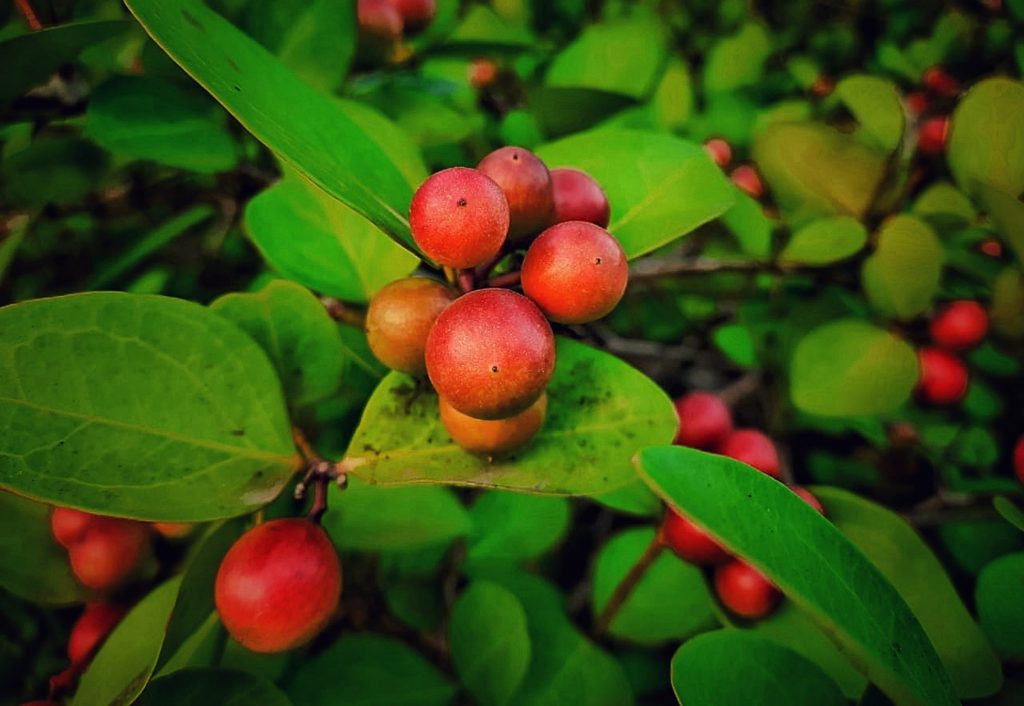 Wild fruit on plants - PixaHive