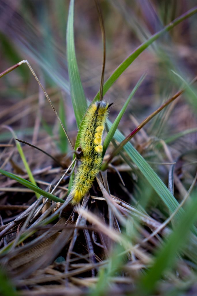 Yellow Caterpillar - PixaHive