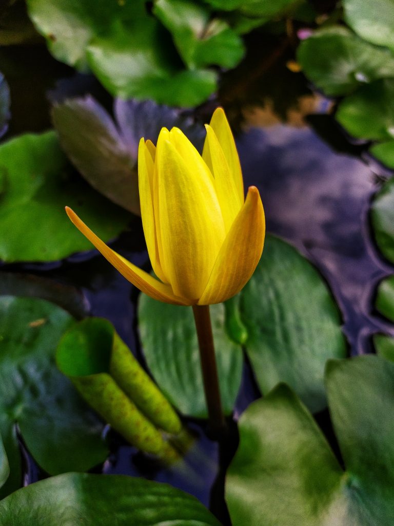 Yellow lotus in the pond - PixaHive
