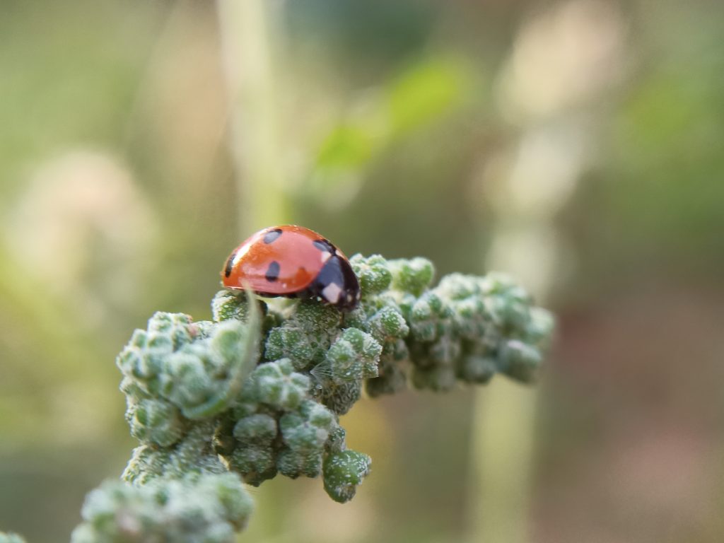 A ladybug on a plant - PixaHive