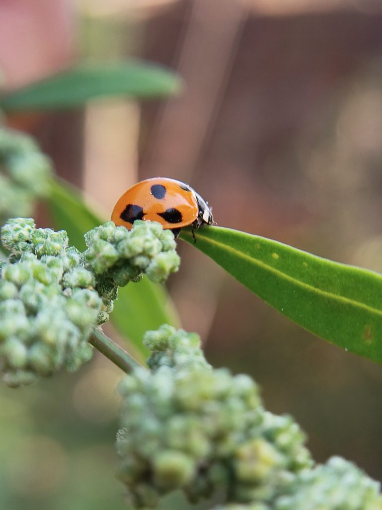 A lady bug on a plant leaf - PixaHive