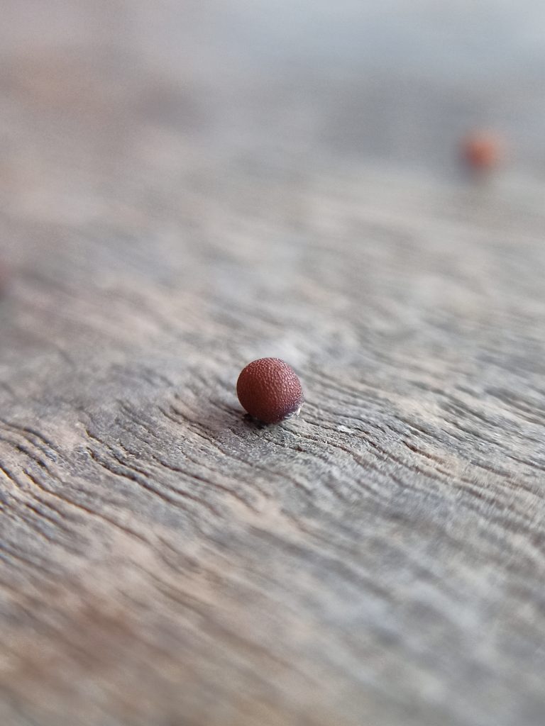 mustard seed - PixaHive