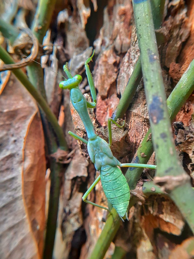 praying insect on plant stem - PixaHive