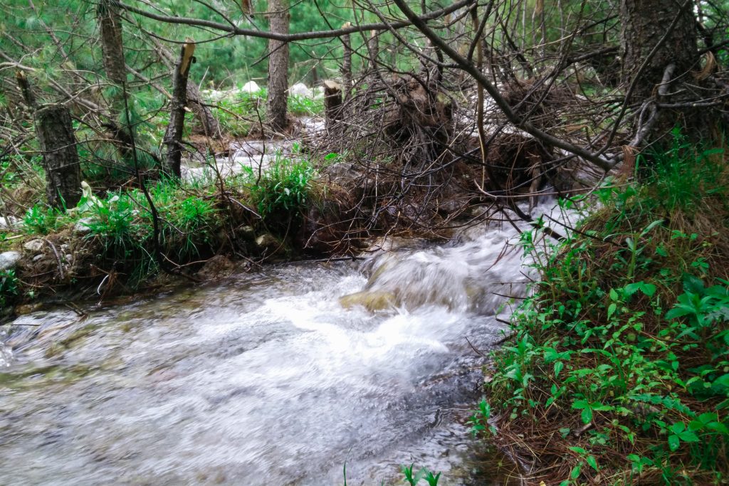 river stream in forest - PixaHive
