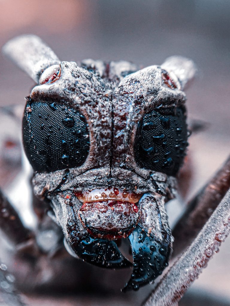 Face of an insect - PixaHive
