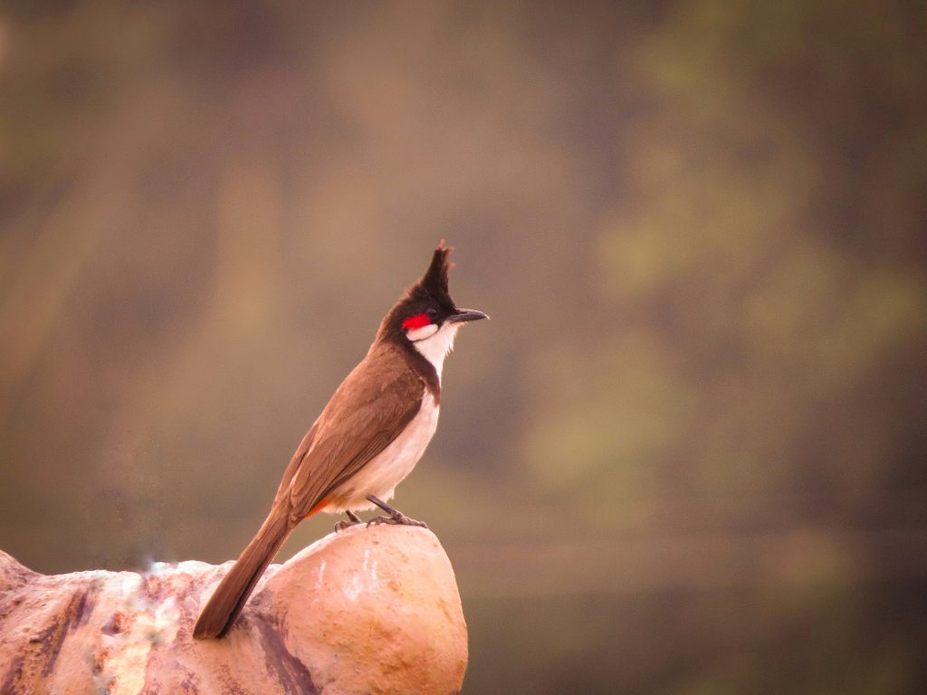 A bulbul bird - PixaHive